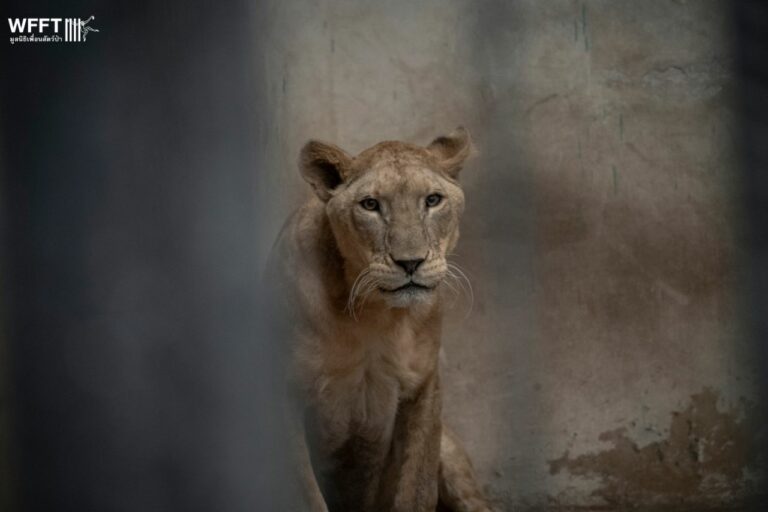Shocking Rise in Farmed and Captive Lions in Thailand - Wildlife ...