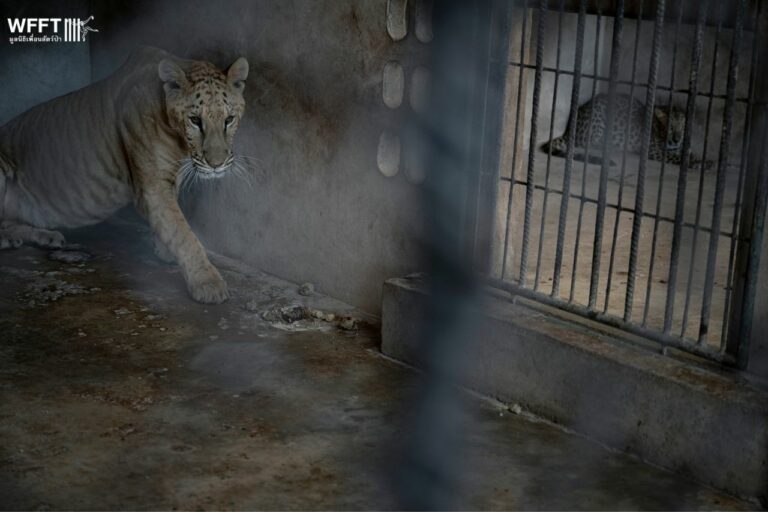 Shocking Rise in Farmed and Captive Lions in Thailand - Wildlife ...
