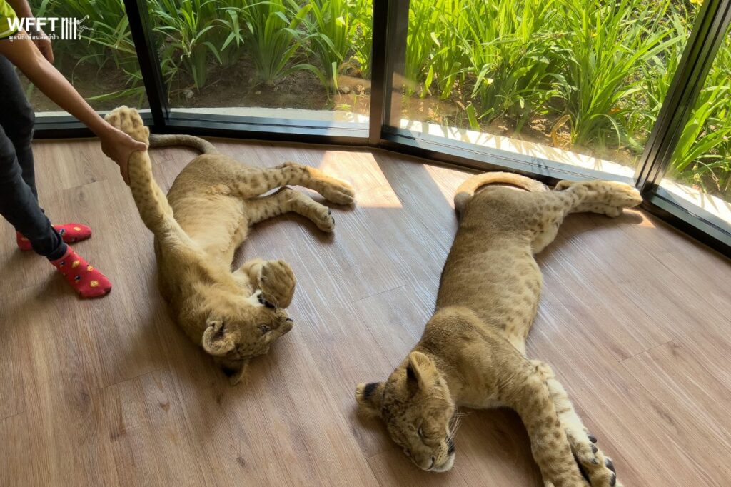 Shocking Rise in Farmed and Captive Lions in Thailand - Wildlife ...