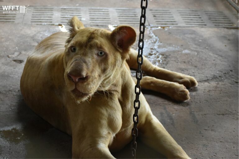 Shocking Rise in Farmed and Captive Lions in Thailand - Wildlife ...