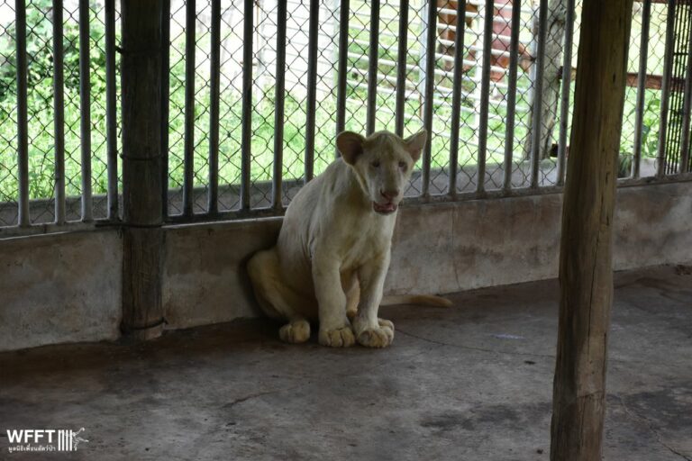 Shocking Rise in Farmed and Captive Lions in Thailand - Wildlife ...
