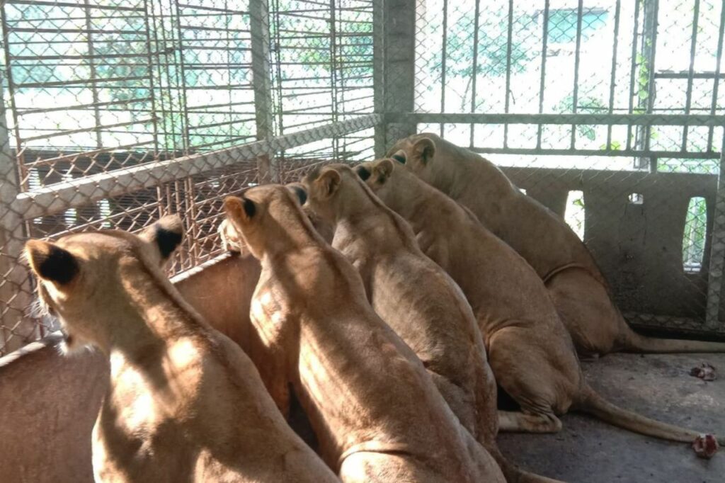 Shocking Rise in Farmed and Captive Lions in Thailand - Wildlife ...