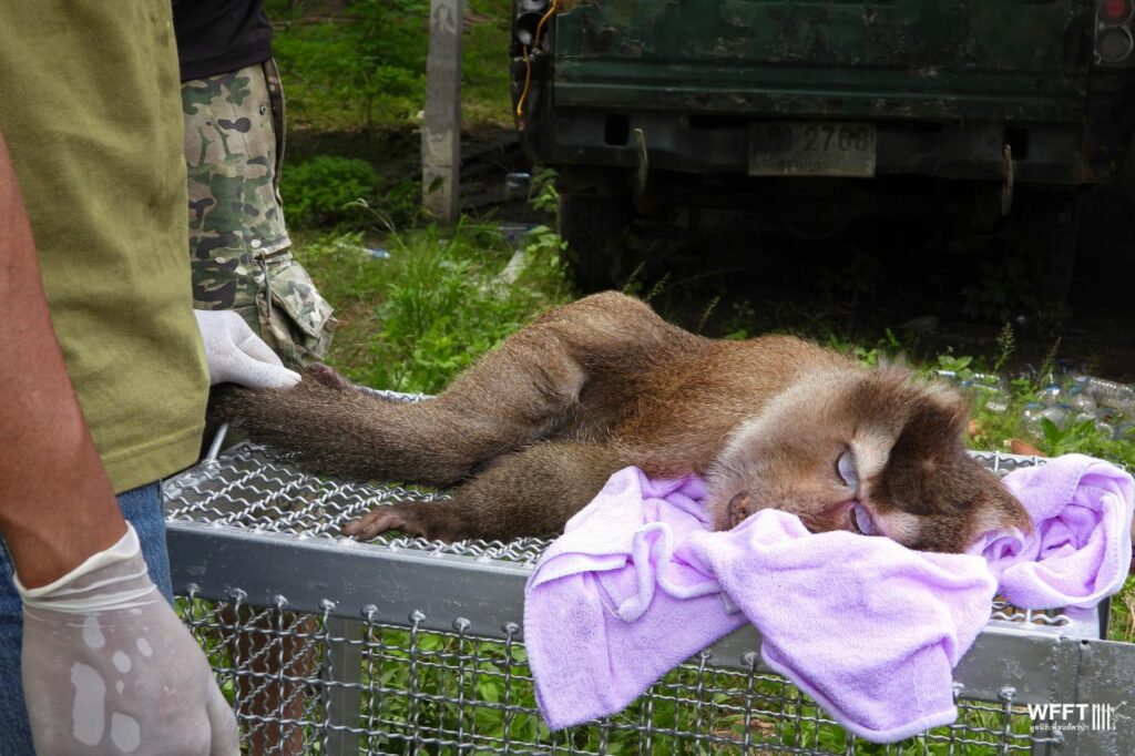 Five new arrivals: Rescuing coconut monkeys from Koh Samui - Wildlife ...