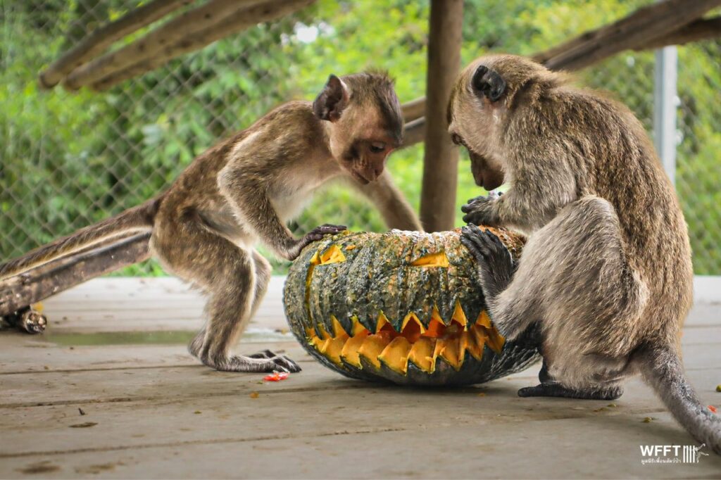 Lan Tao and Paws are two orphaned Endangered Long-tailed macaques ...