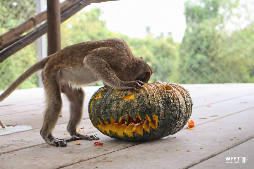 Lan Tao and Paws are two orphaned Endangered Long-tailed macaques ...